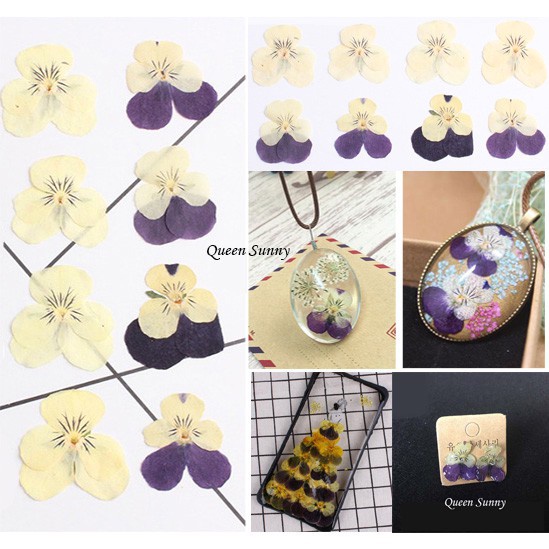 Jual Viola Pressed Flower Bunga Kering Press untuk Hiasan Resin Epoxy ...