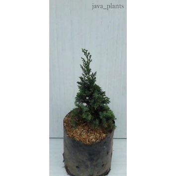 Jual Tanaman hias cemara pua pua (cupressus papuanus) | Shopee Indonesia