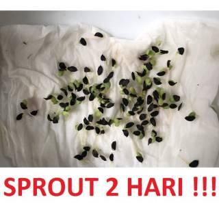 Jual 100 Benih fumak daun besar | Shopee Indonesia