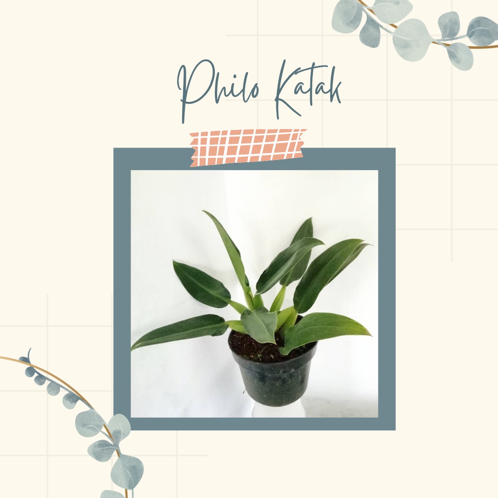 Jual Tanaman Hias Philo Katak Philodendron martianum philodendron katak ...