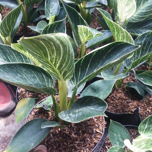 Jual Bunga pilo birkin | Shopee Indonesia