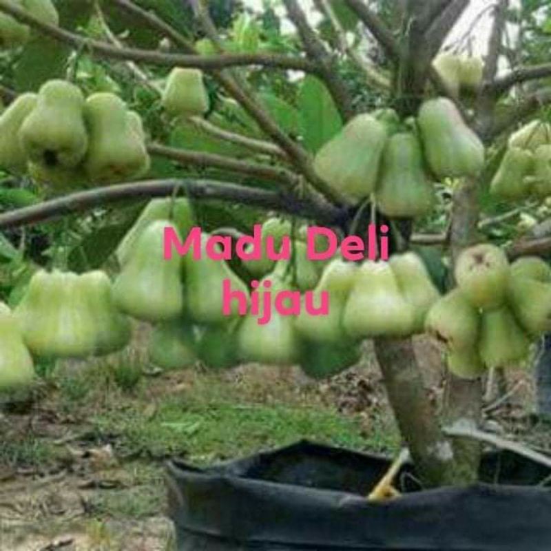 Jual Bibit jambu air madu deli hijau super | Shopee Indonesia