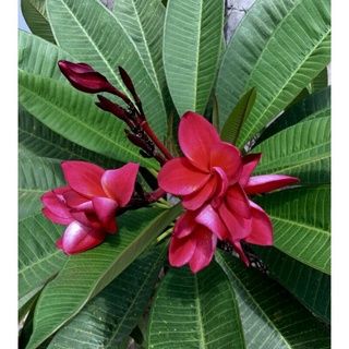 Jual kamboja bali bunga putih stek batang | Shopee Indonesia