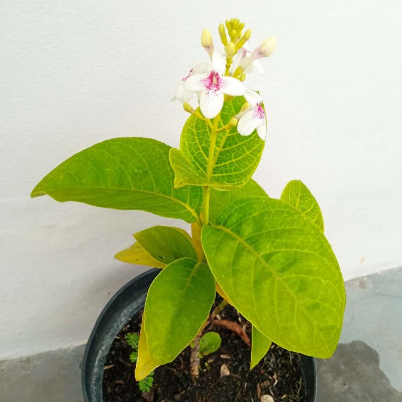 Jual Tanaman Melati Jepang Gambir | Shopee Indonesia