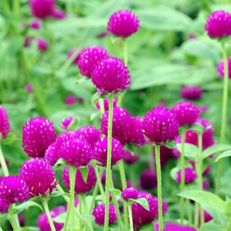 Jual VICTORY SEED 6 Benih Biji Bunga Kenop Kancing Udel Udelan Pentol ...