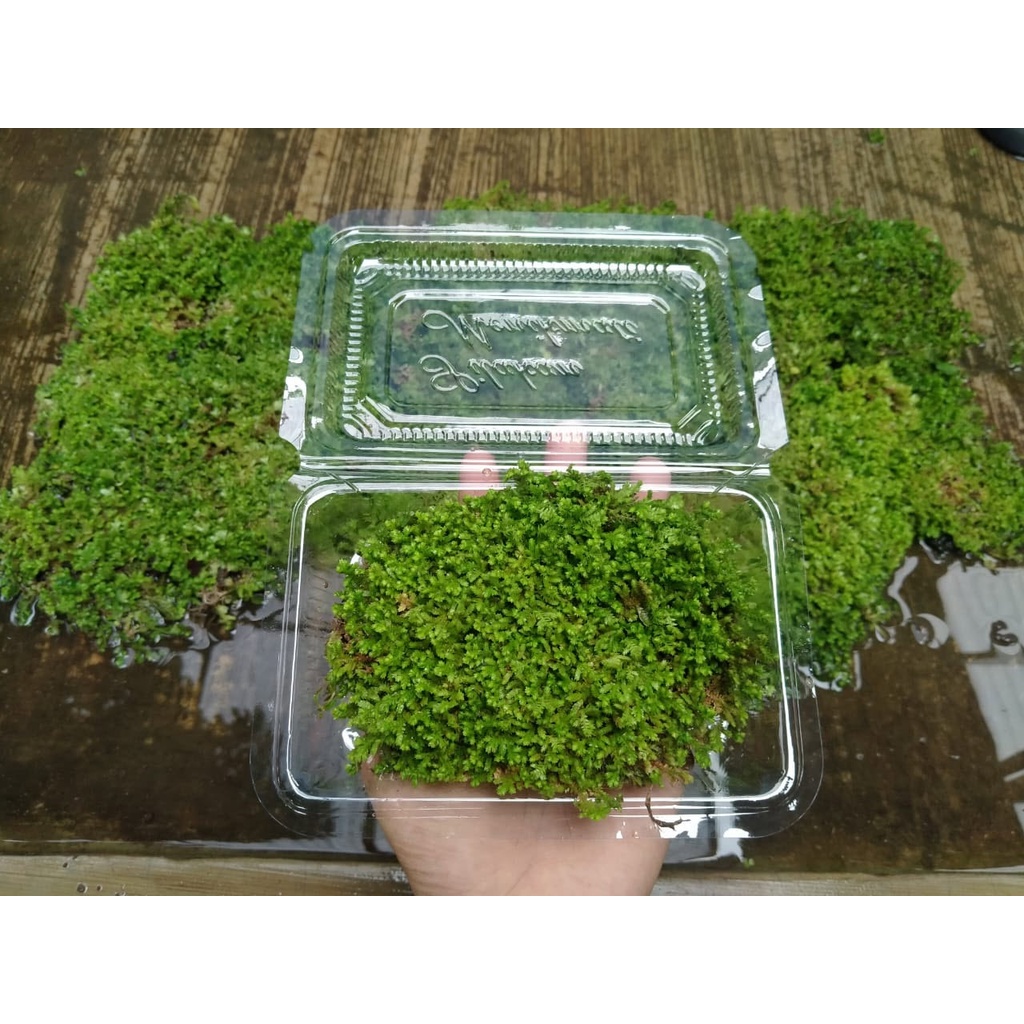 Jual Tanaman Paludarium/Terrarium - Moss Darat / Forest Moss / Living ...