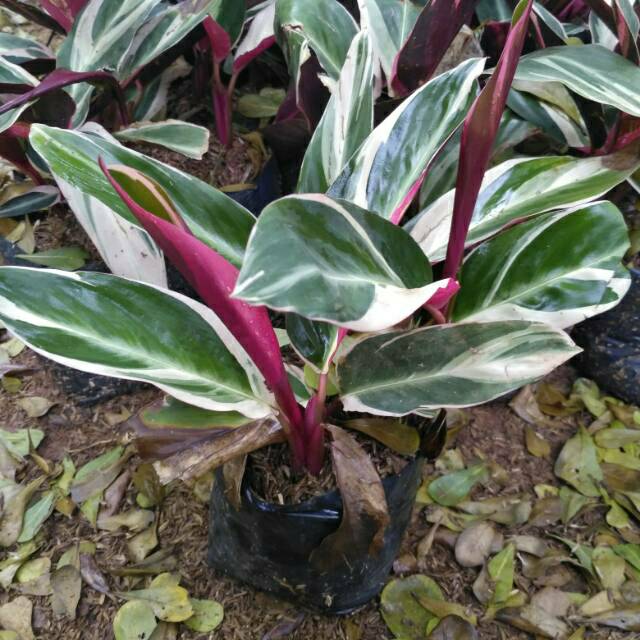 Jual tanaman hias Meranti bali - bibit pohon meranti bali | Shopee ...