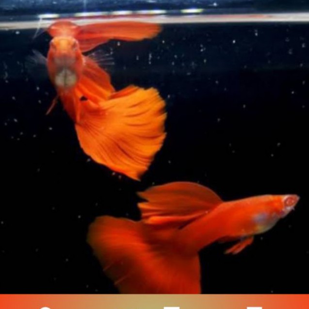 Jual ikan guppy albino full red (AFR) | Shopee Indonesia