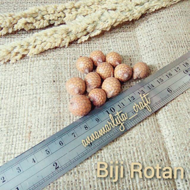 Jual Biji rotan Indonesia|Shopee Indonesia