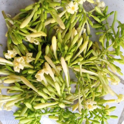 Jual bunga pohon pepaya jantan 300 gram segar | Shopee Indonesia