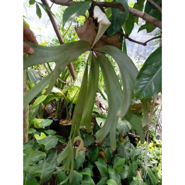 Jual Tanaman hias kadaka tanduk rusa - cadaka | Shopee Indonesia