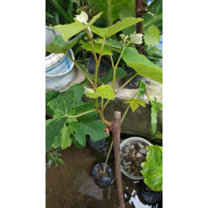 Jual Bibit tanaman buah anggur red caroline unggul | Shopee Indonesia