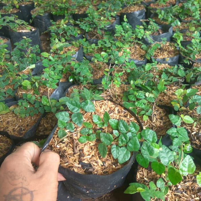 Jual tanaman rambat,dolar daun kecil,tanaman hias tembok | Shopee Indonesia