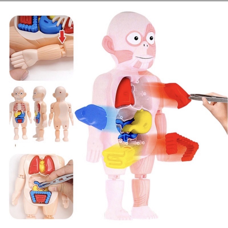 Jual [MA] puzzle anatomi tubuh manusia /human anatomy | Shopee Indonesia