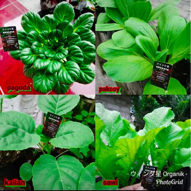 Jual paket hemat 4 jenis.sayur (pagoda, pakcoy, kailan, caisim ...