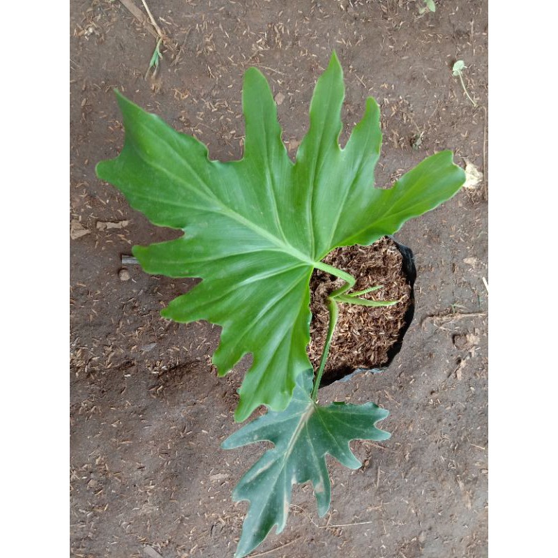 Jual philo jari | Shopee Indonesia