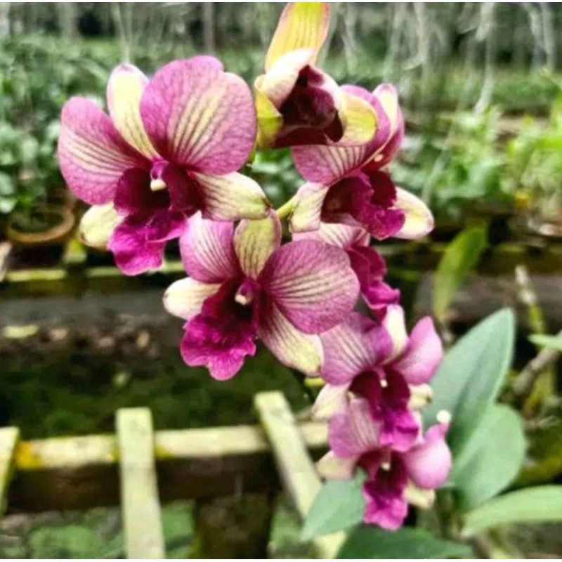 Jual Pohon Anggrek Dendrobium Buttercup Sudah Spike | Shopee Indonesia