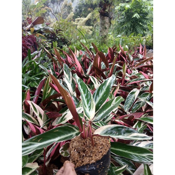 Jual meranti bali / calathea multycolor | Shopee Indonesia
