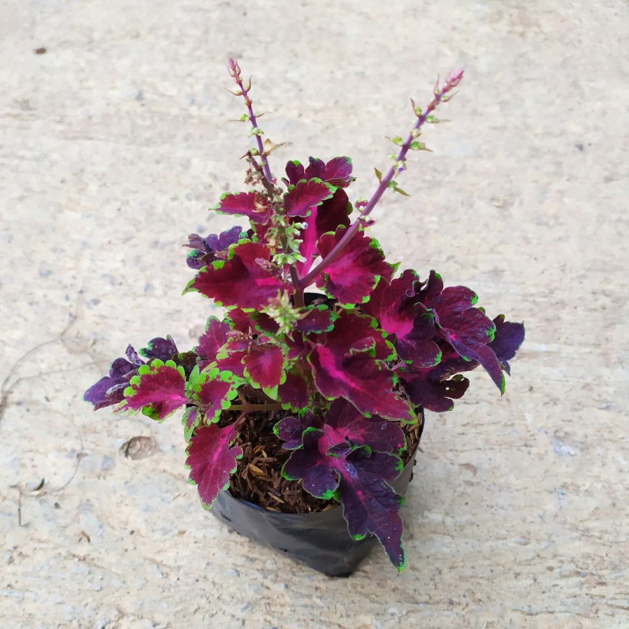 Jual Miana Ekor Naga Merah Tanaman Hias Daun Miyana | Shopee Indonesia