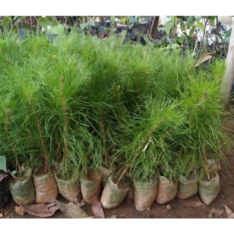 Jual Bibit Tanaman Pinus Tanaman Reboisasi / Perhutani - Penghasil ...