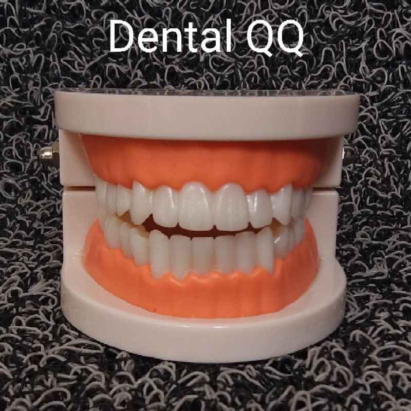 Jual Dental model study typodont edukasi dokter gigi // phantom gigi ...
