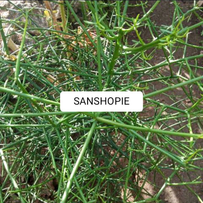 Jual Daun Patah Tulang Atau kayu Urip Segar 1 Kg | Shopee Indonesia