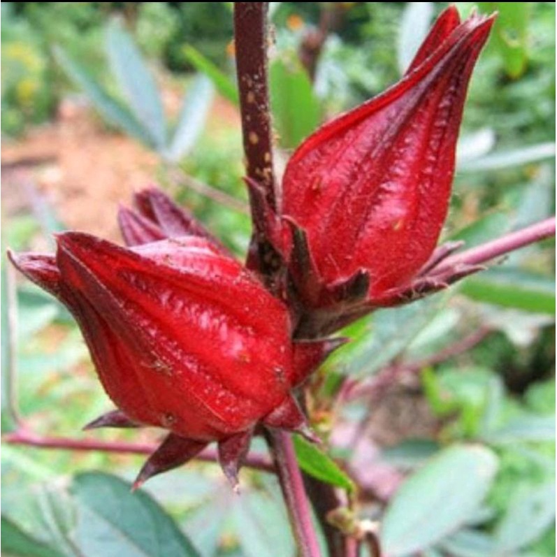 Jual Bibit Tanaman Rosella - Pohon Rosella - Bunga Rosela - Herbal | Shopee Indonesia