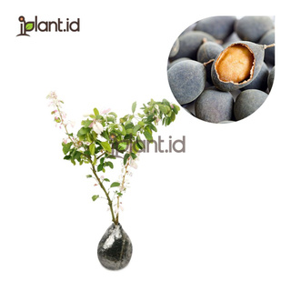 Jual Asam Keranji | Shopee Indonesia