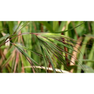 Jual rumput merakan rumput bujang perindu fres 500 gram | Shopee Indonesia