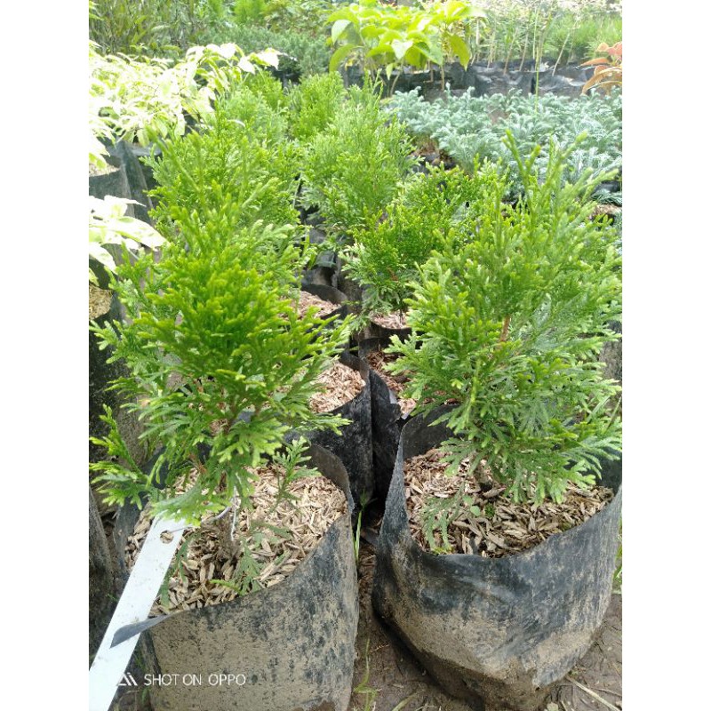 Jual bunga cemara wangi | Shopee Indonesia