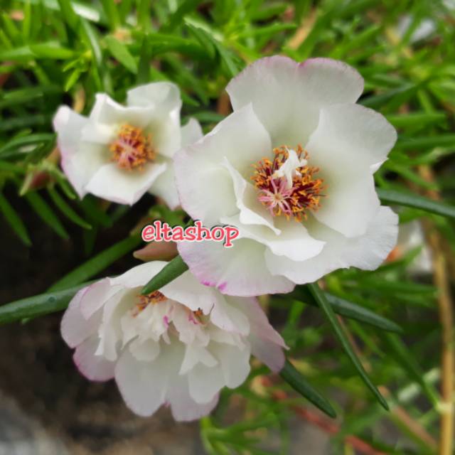Jual Bunga Portulaca Moss Rose Tiara Baru - Bunga Krokot jenis Tiarada ...
