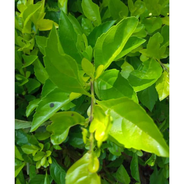 Jual Tanaman wareng kuning | Shopee Indonesia