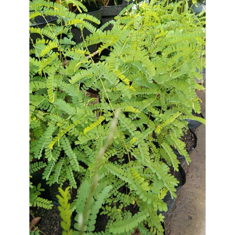 Jual Tanaman herbal saga / pohon saga / Daun saga / Saga | Shopee Indonesia