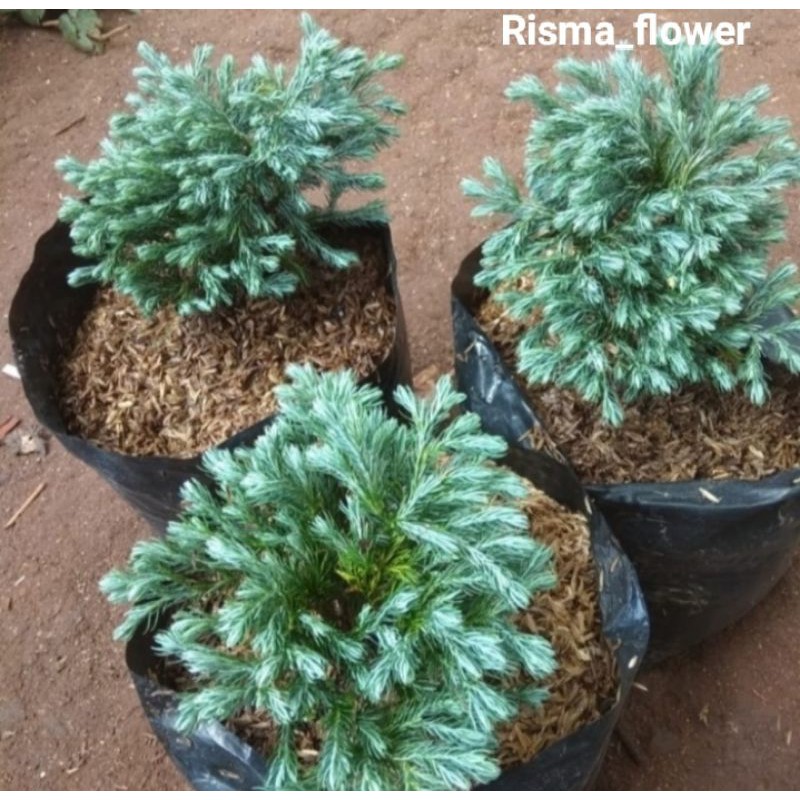 Jual POHON CEMARA KINOKI - CEMARA PERAK / TANAMAN HIAS Indonesia|Shopee ...