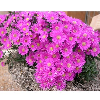 Jual Tanaman Hias Bunga Pikok Ungu | Shopee Indonesia