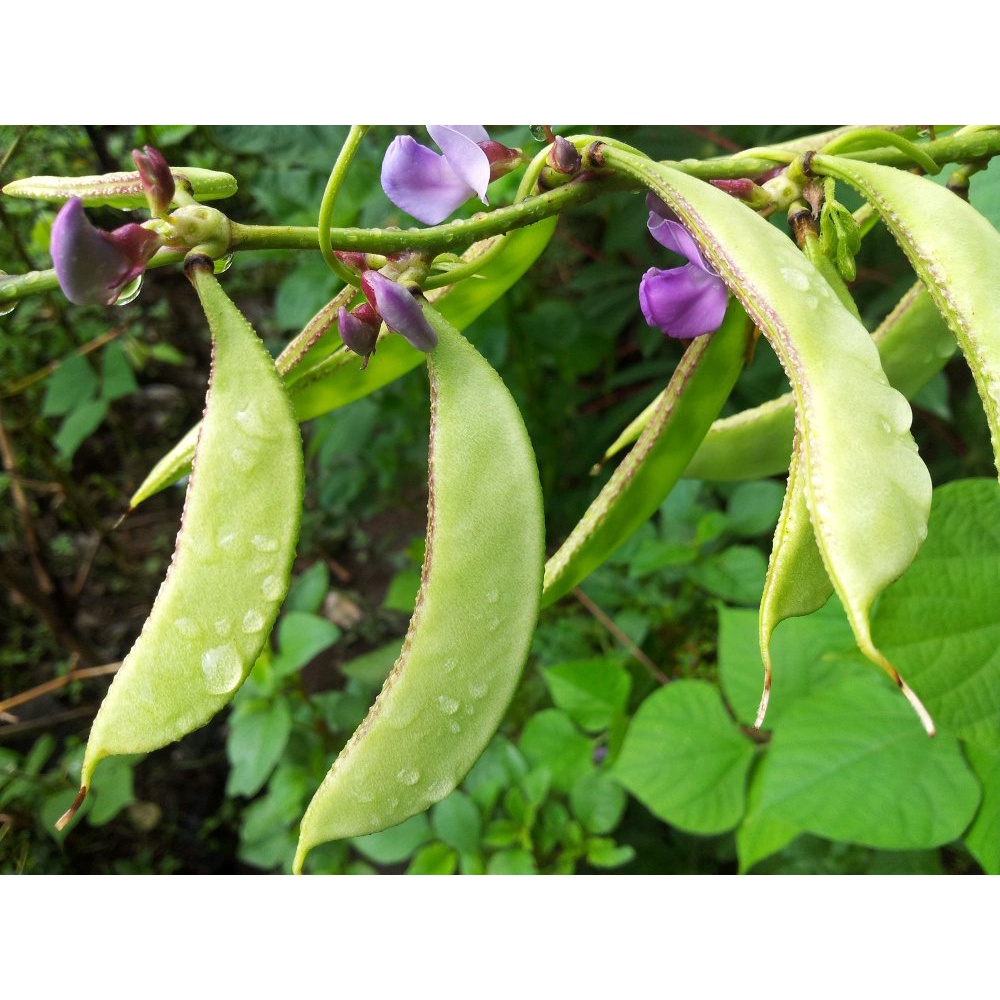 Jual 10 biji benih koro sayur putih koro komak biji putih tanaman ...