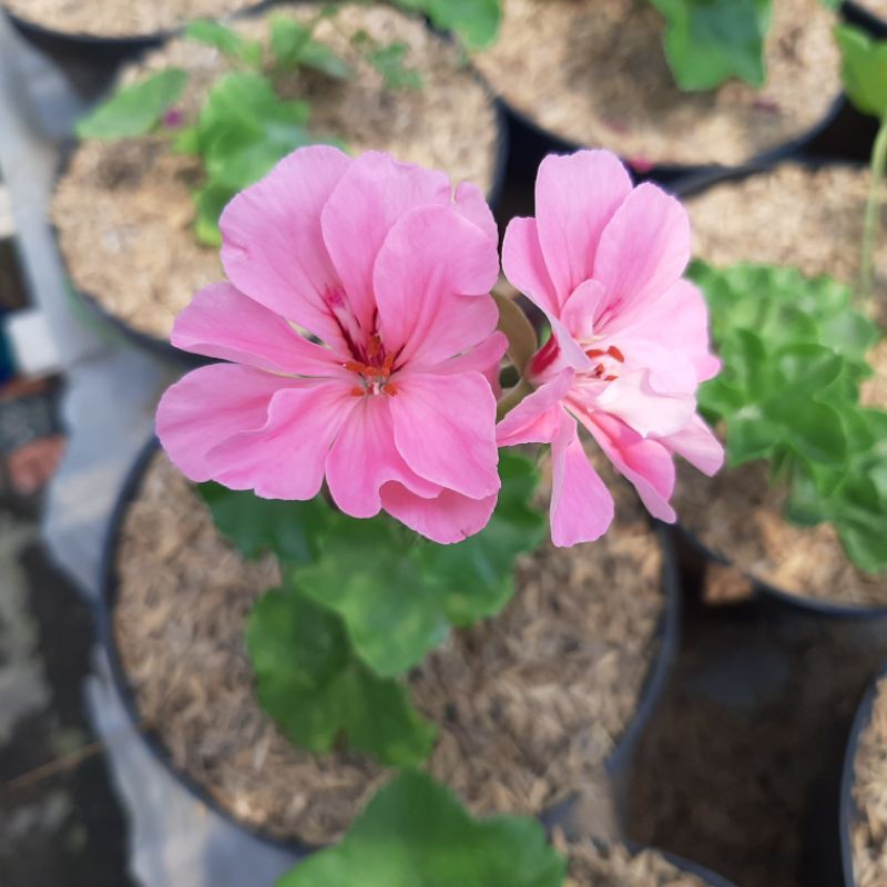 Jual geranium bunga pink muda | tanaman hias gantung | Shopee Indonesia