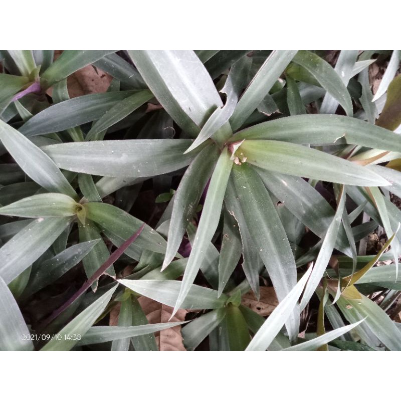 Jual bunga adam hawa (Rhoeo discolour) Indonesia|Shopee Indonesia
