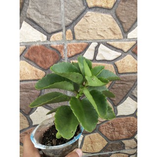 Jual BUNGA COCOR BEBEK BERBUNGA MERAH (TANAMAN OBAT HERBAL) | Shopee ...