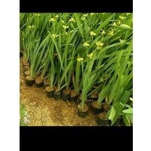 Jual bunga airis / anggrek bandung / tanaman taman | Shopee Indonesia