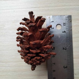 Jual BUAH PINUS KERING BIJI PINUS KEMBANG PINUS RUSTIK | Shopee Indonesia