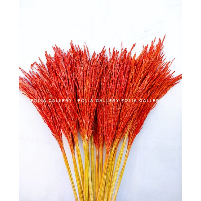 Jual FG-10 Tangkai Padi Kering Warna Merah - Hiasan Buket Bunga Kering ...