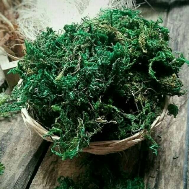 Jual Lumut Artificial / Lumut Hijau / Lumut Tabur | Shopee Indonesia