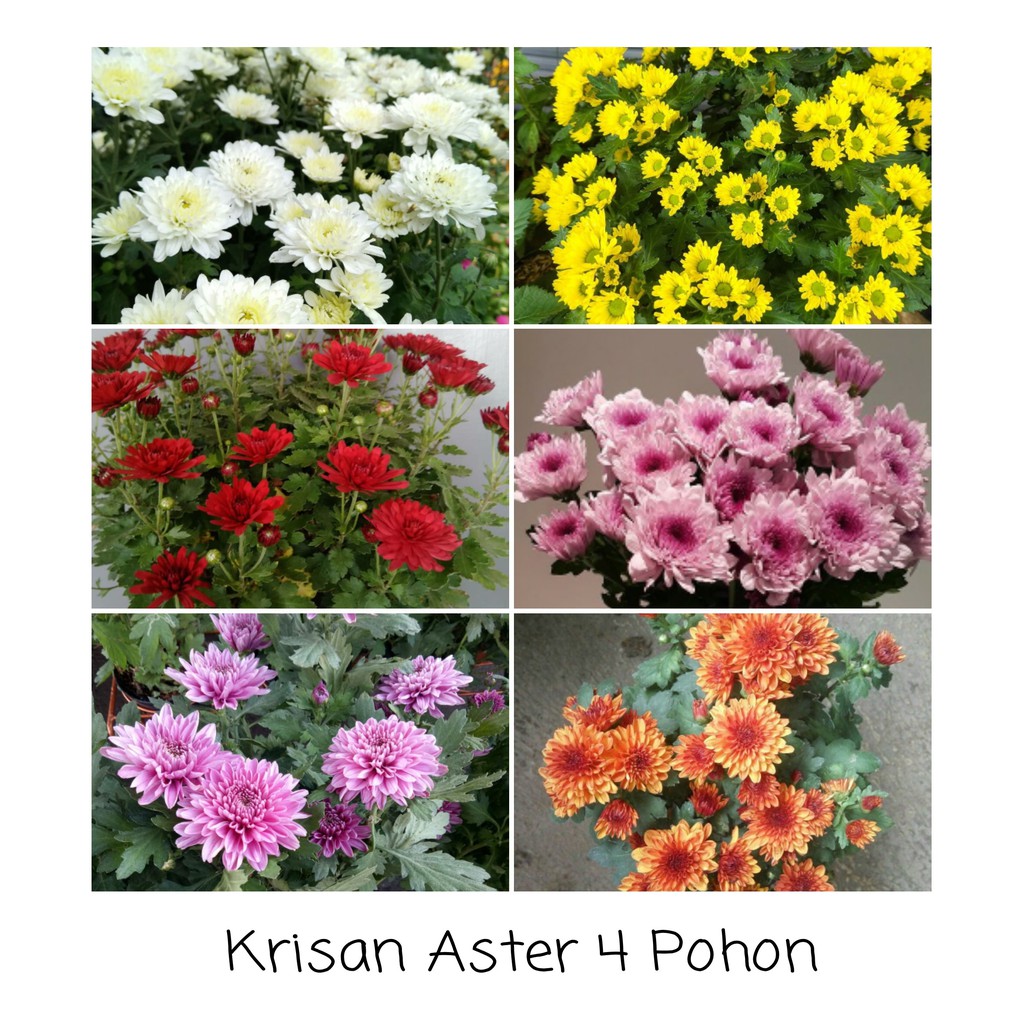Jual Tanaman Aster Grade A Paket 4 Warna 4 Pohon Tanaman Hias Bisa COD ...