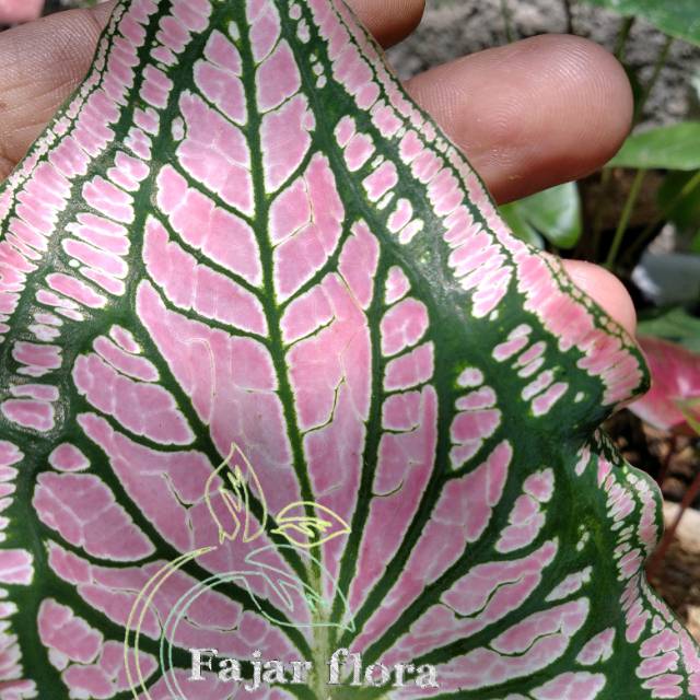 Jual Tanaman hias pohon keladi wayang/pohon hias keladi | Shopee Indonesia Jual Tanaman hias pohon keladi wayang/pohon hias keladi | Shopee Indonesia