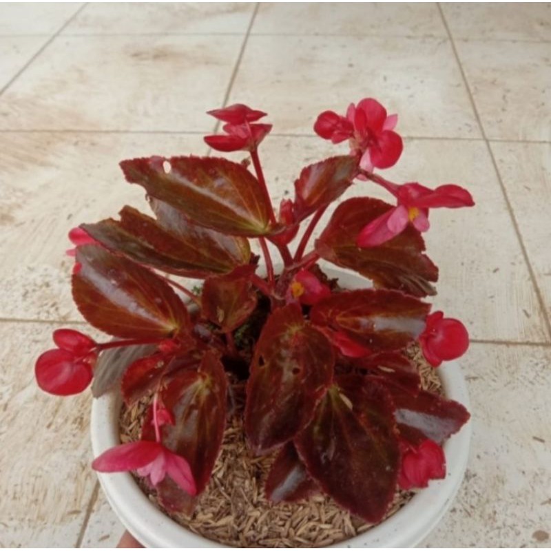 Jual Pohon begonia merah (tanaman hias) | Shopee Indonesia
