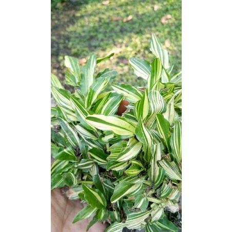 Jual Tanaman Rumput Gajah Mini Variegata / Rumput Gajah Mini Varigata ...