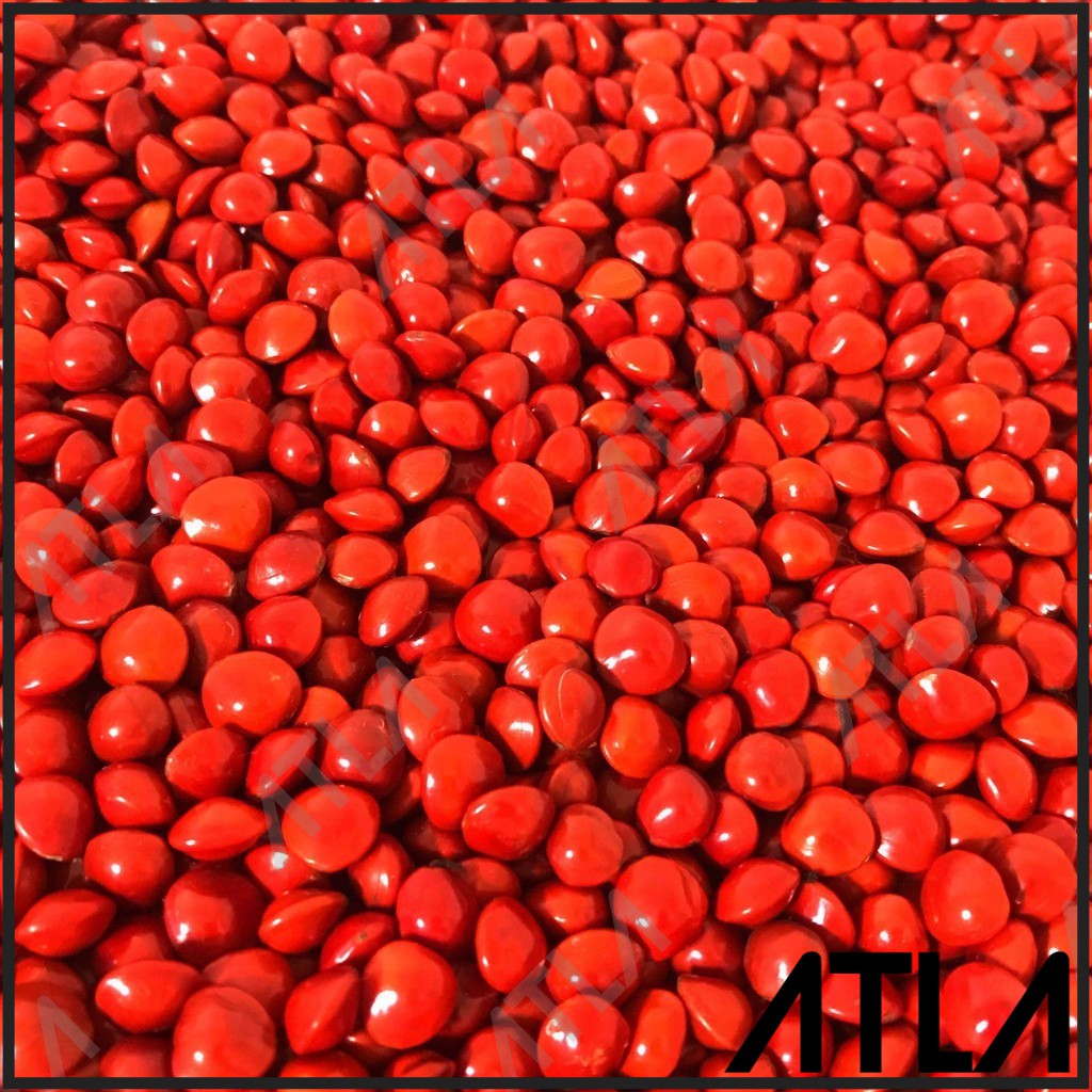 Jual Benih Saga Merah 10 gram Bibit Tanaman Biji Saga Pohon Buah Herbal ...