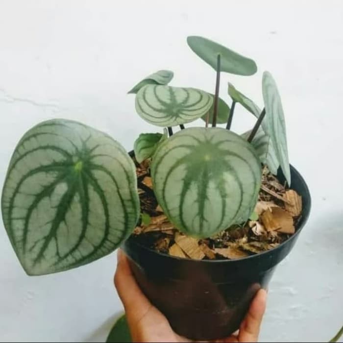 Jual Tanaman hias keladi semangka water melon/pohon bunga semangka ...