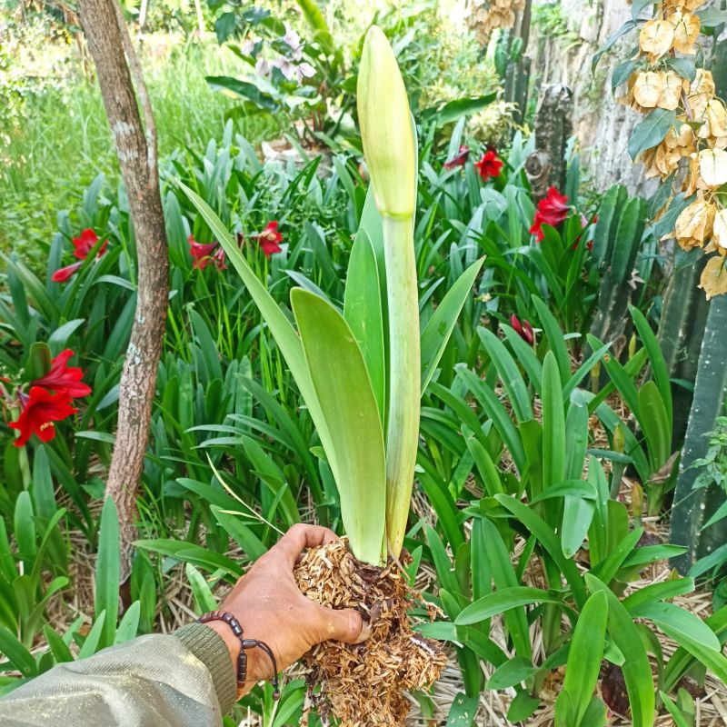 Jual Paket 1kg Tanaman amarilis Bunga merah Isi 4 pohon | Shopee Indonesia